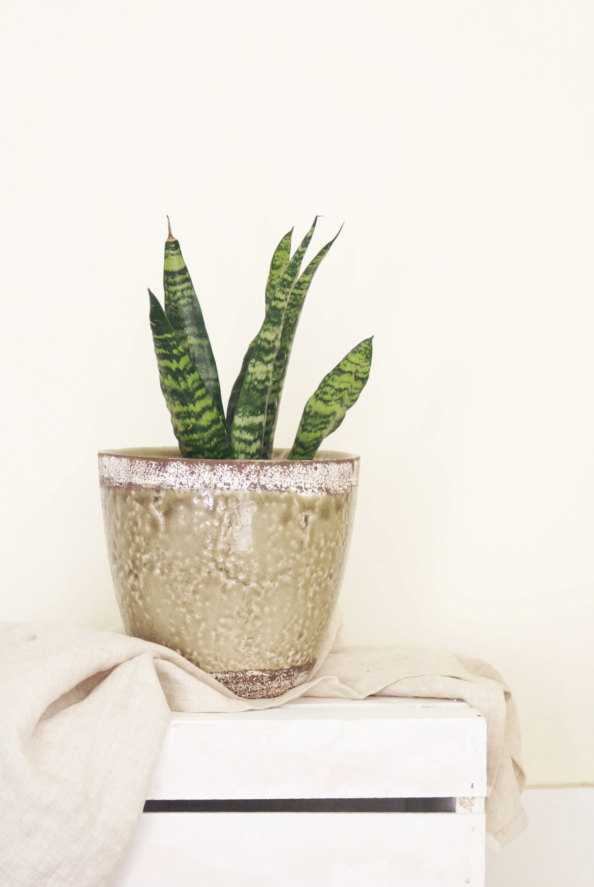 Plant Tip Tuesday: Top 7 Most High Maintenance Houseplants — The Zen ...