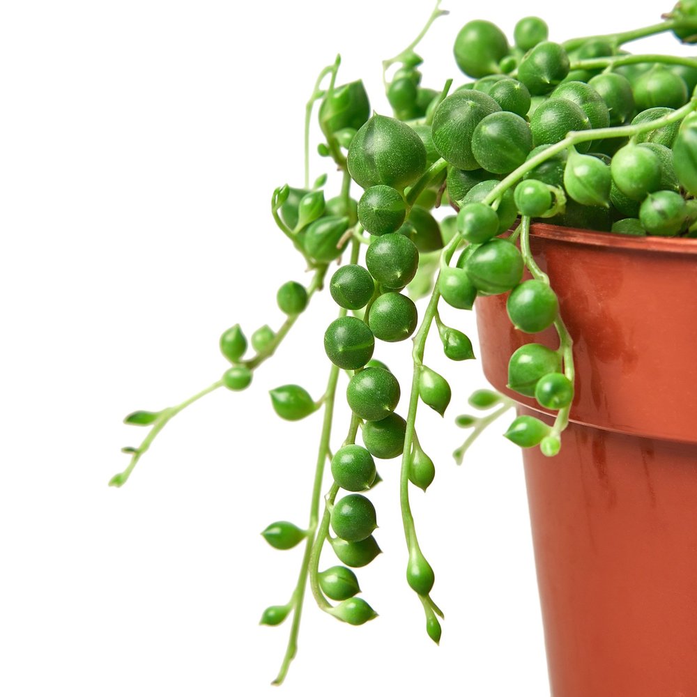 This week we take a look at a succulent that's pretty elusive. The ...