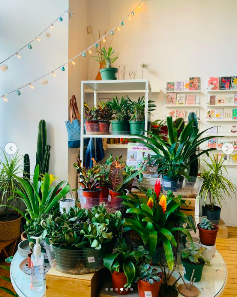 TZS At Home: Our Favorite Customer Photos Lately — The Zen Succulent ...