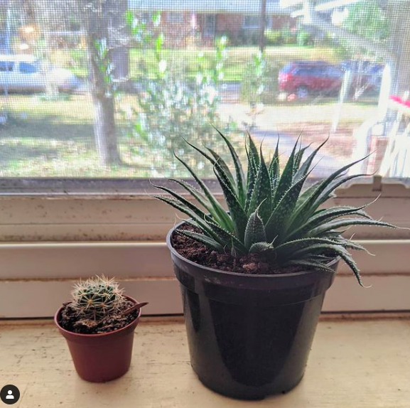TZS At Home: Our Favorite Customer Photos Lately — The Zen Succulent ...