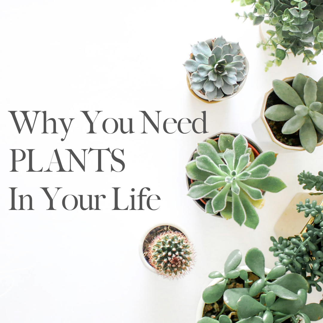 Why You Need Plants In Your Life — The Zen Succulent | Low Maintenance ...