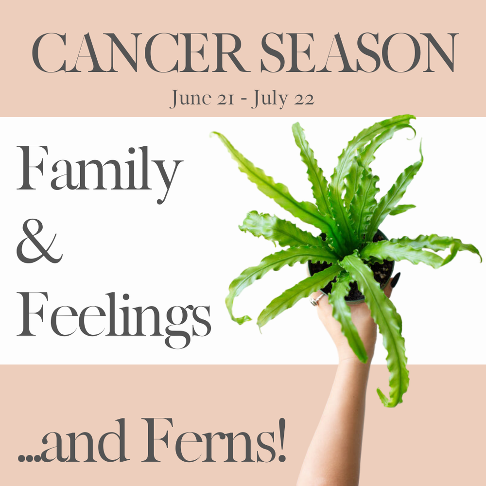 Cancer Season: Family, Feelings, and Ferns! — The Zen Succulent | Low ...