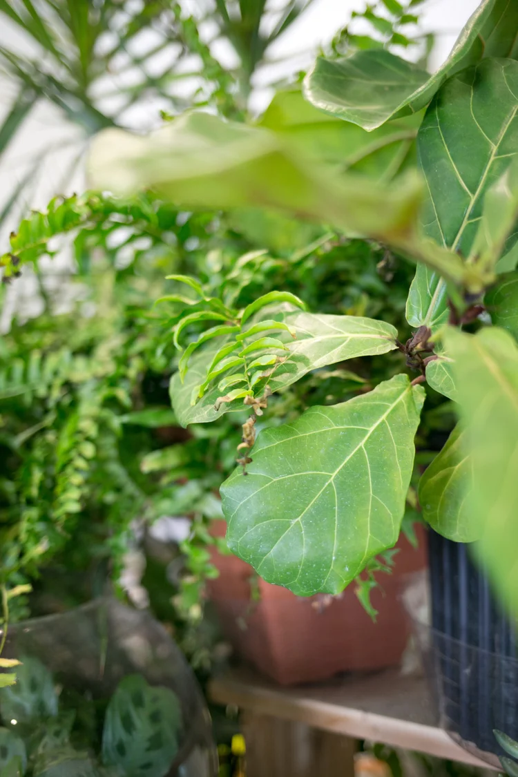 Plant Parent Basics: Dusting — The Zen Succulent | Low Maintenance ...