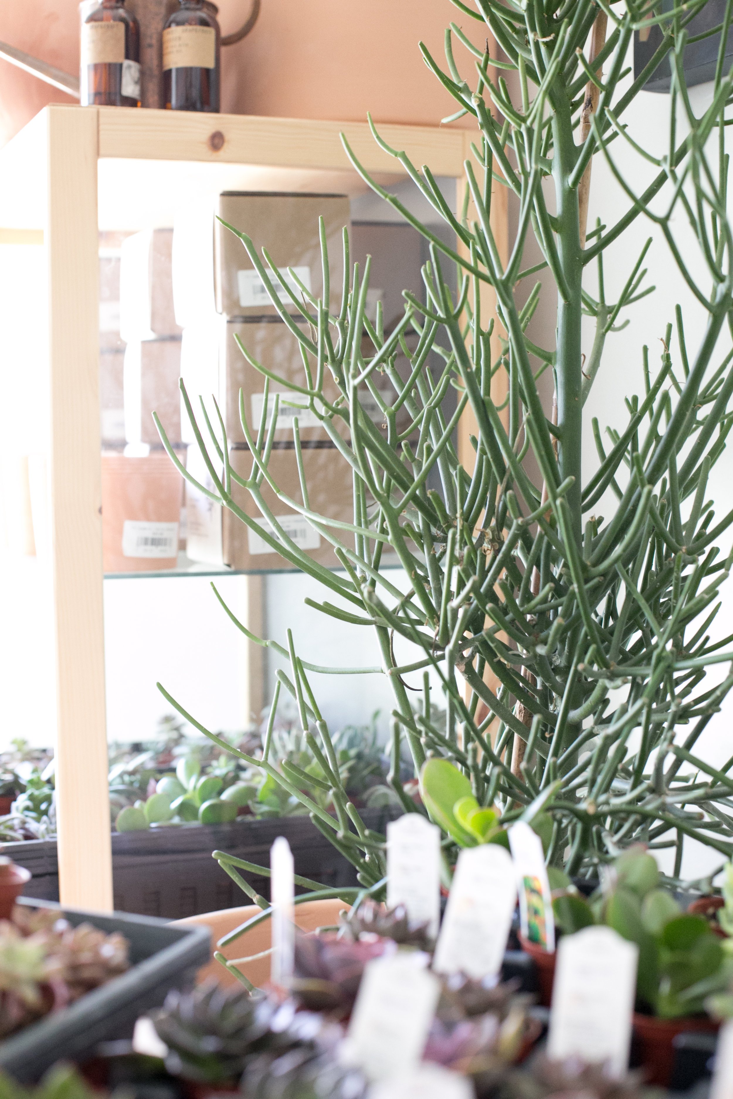 Going Indoor to Outdoor — The Zen Succulent | Low Maintenance Greenery ...
