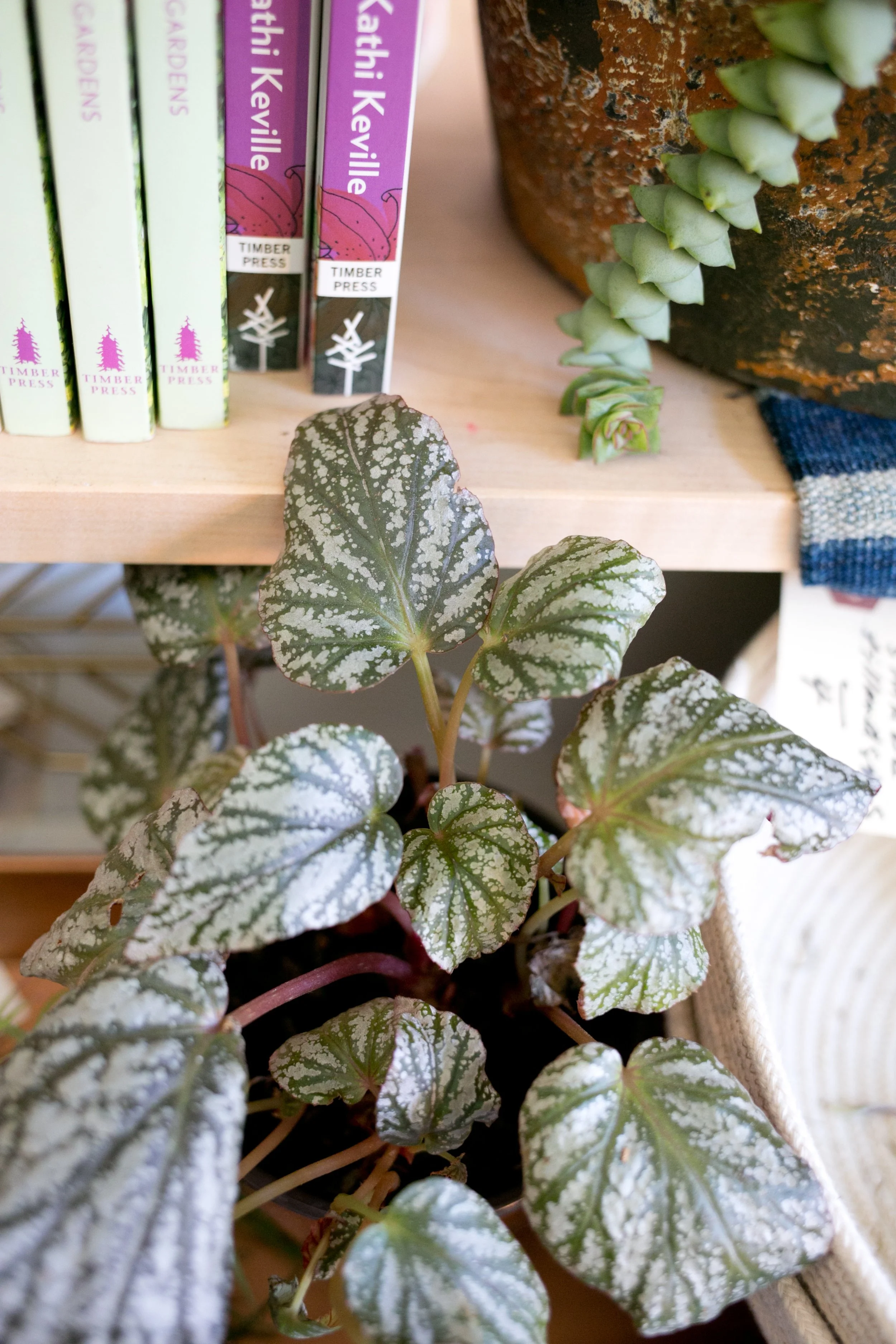 ZEN Around the World: Brazil — The Zen Succulent | Low Maintenance ...