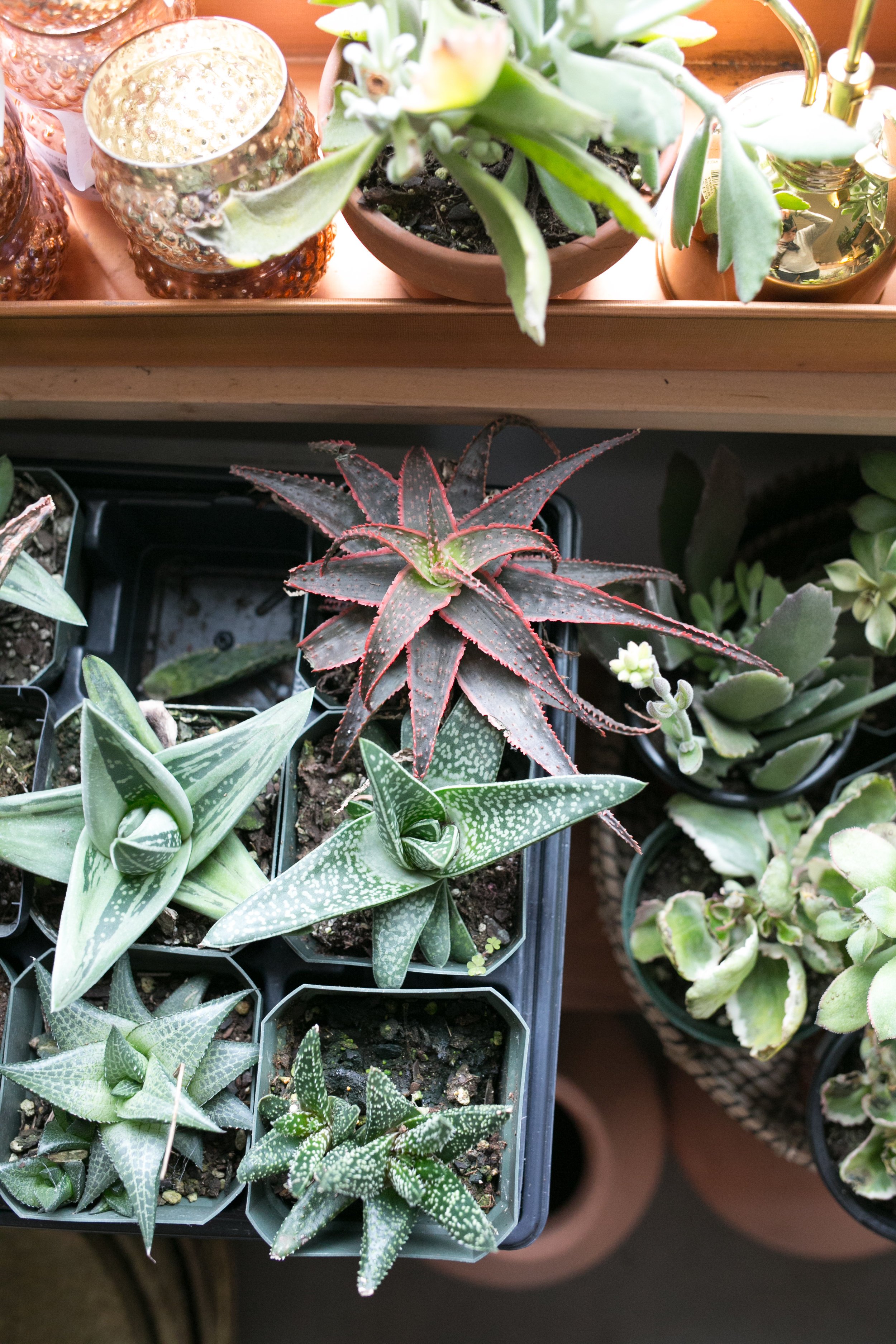 ZEN Around the World: South Africa — The Zen Succulent | Low ...