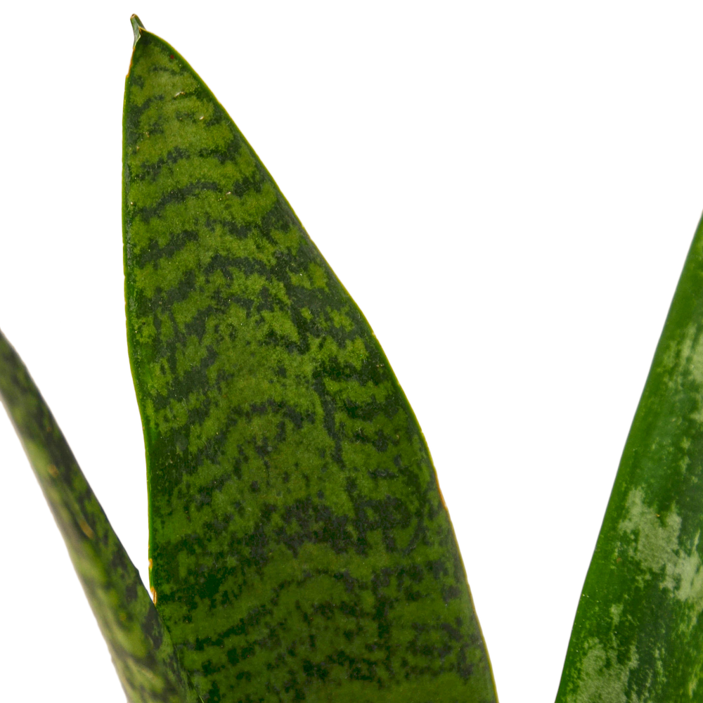 Spiral 'Fibonacci' Cactus Houseplant — The Zen Succulent | Low ...