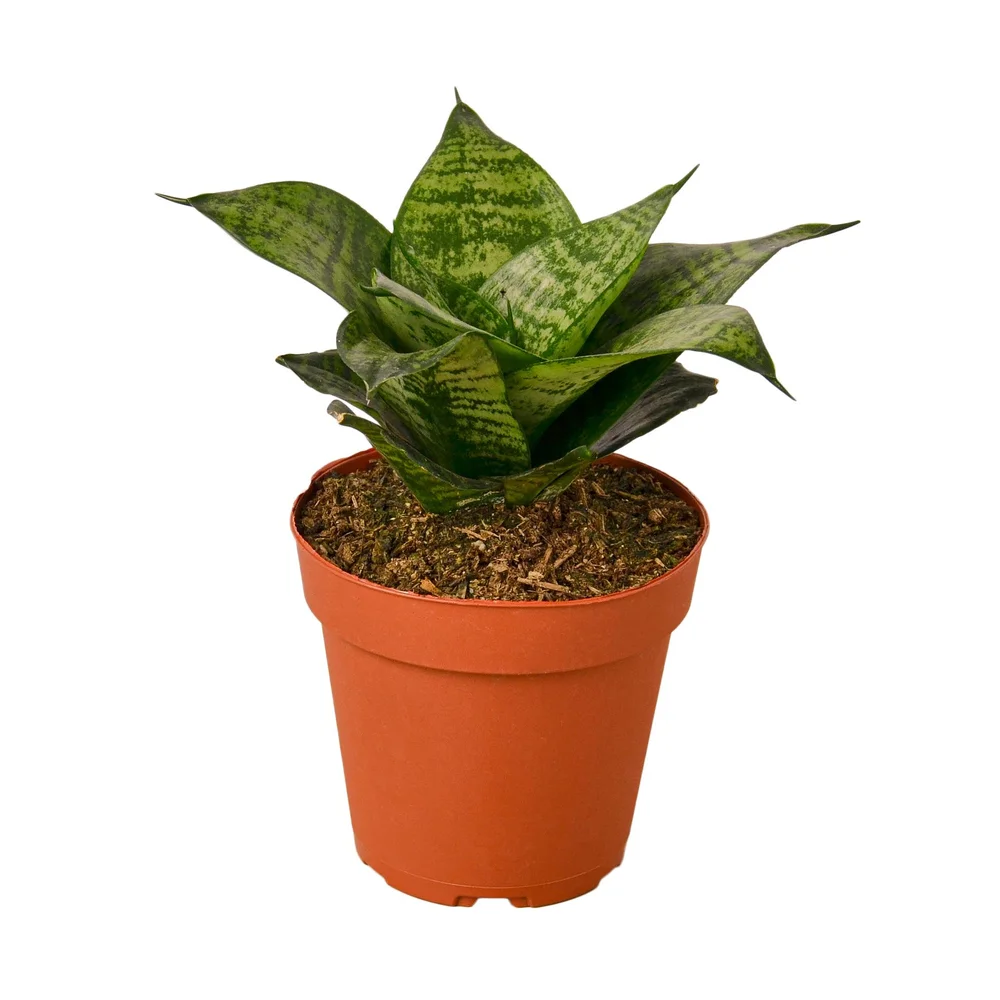 Spiral 'Fibonacci' Cactus Houseplant — The Zen Succulent | Low ...