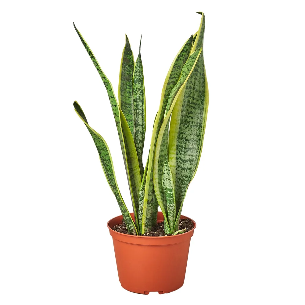 Buy A Sansevieria Cylindrica Snake 'African Spear' Plant Houseplant ...