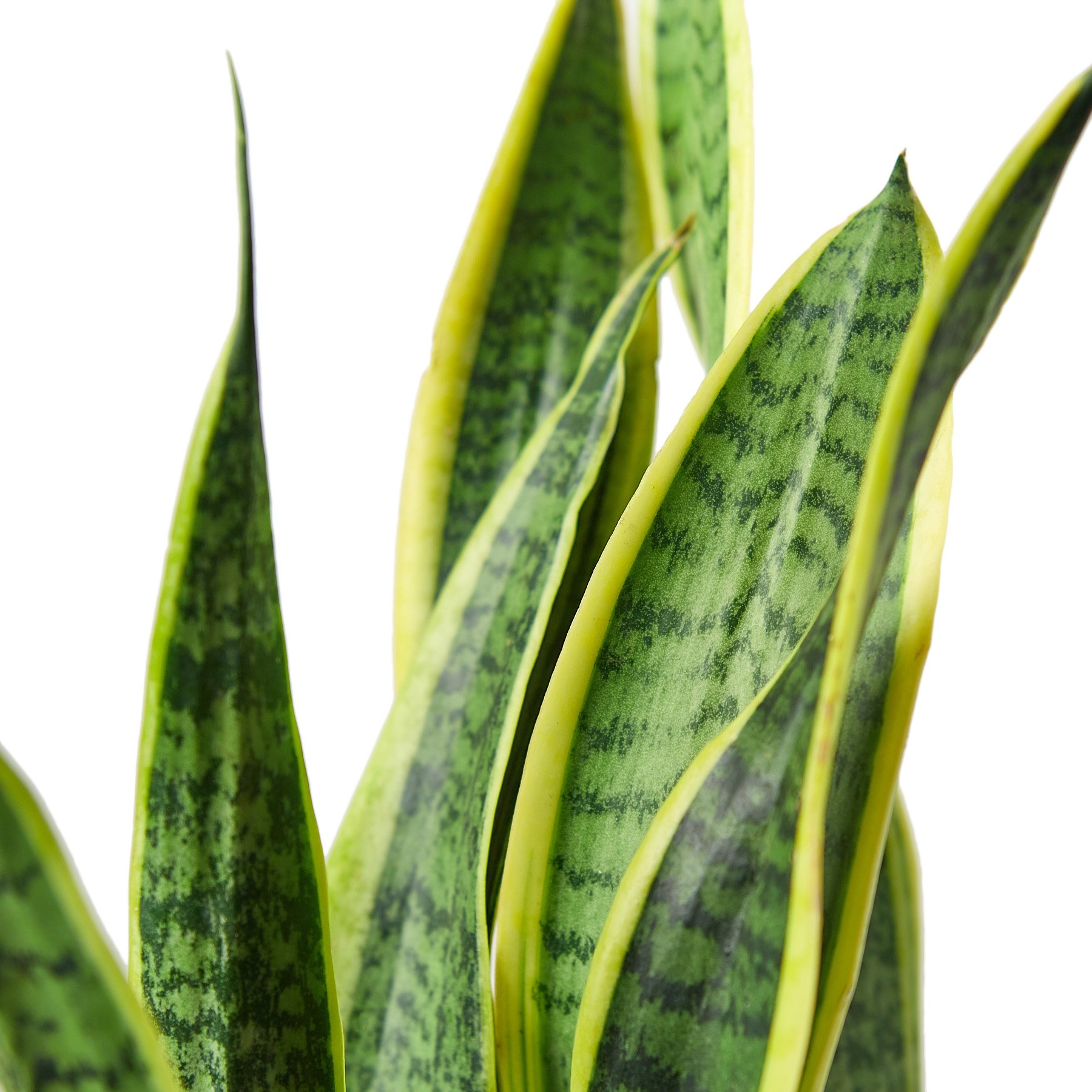 Spiral 'Fibonacci' Cactus Houseplant — The Zen Succulent | Low ...