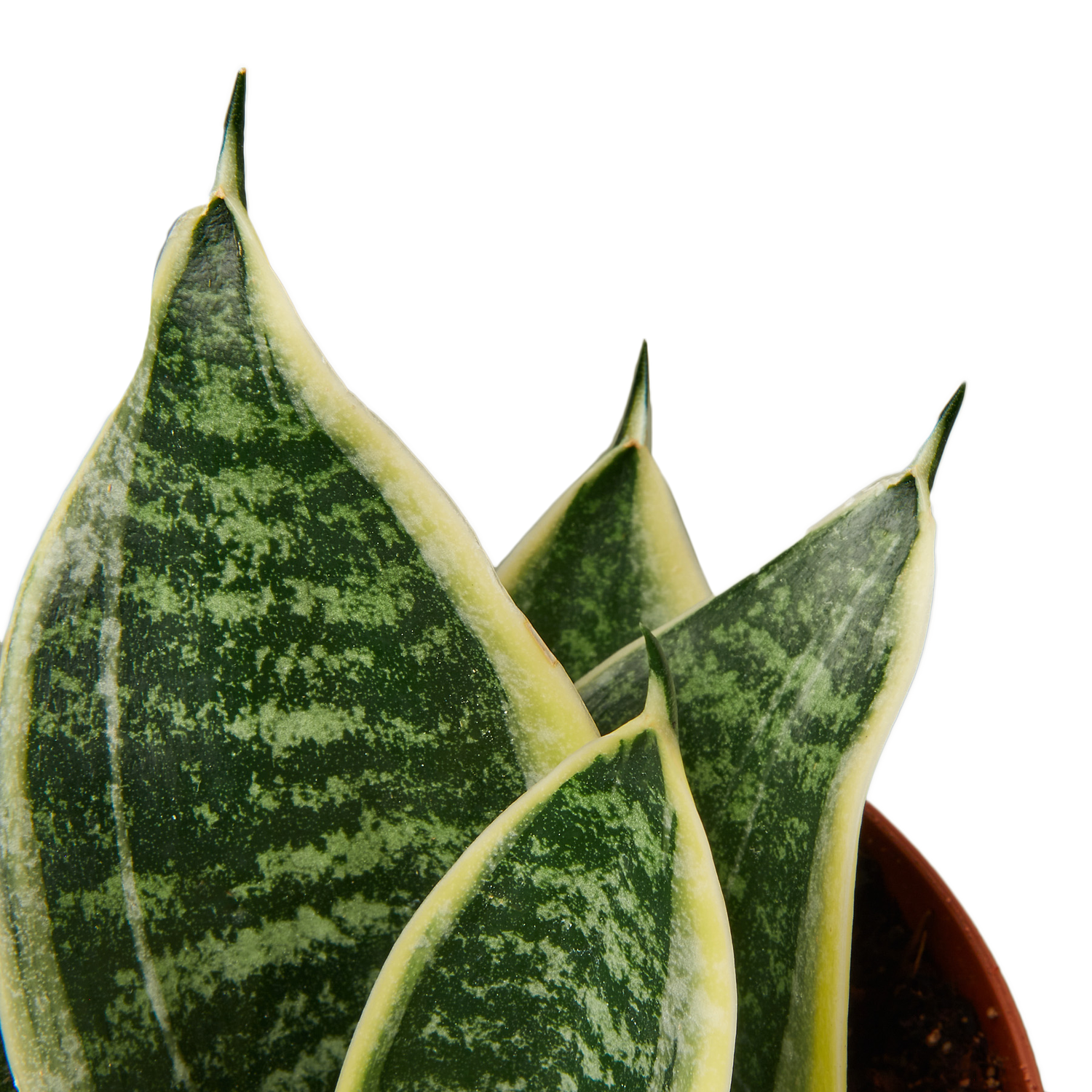 Spiral 'Fibonacci' Cactus Houseplant — The Zen Succulent | Low ...