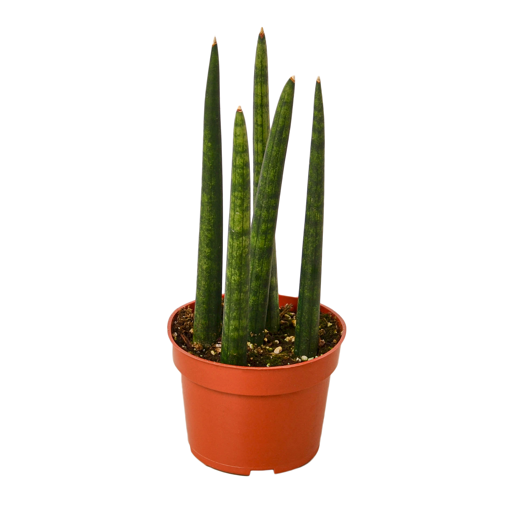 Buy A Sansevieria Snake Plant 'Starlight' Houseplant From The ZEN ...