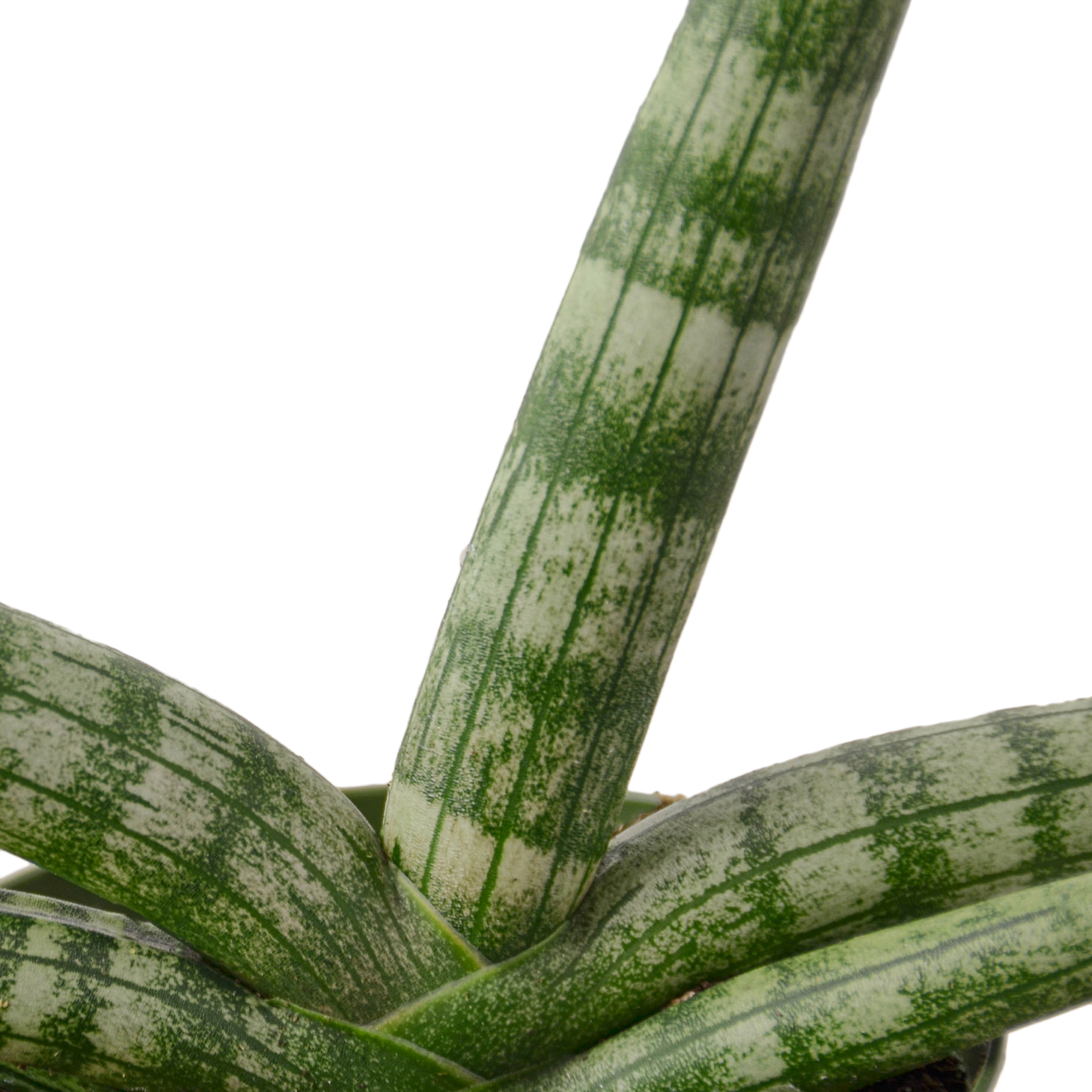 Spiral 'Fibonacci' Cactus Houseplant — The Zen Succulent | Low ...