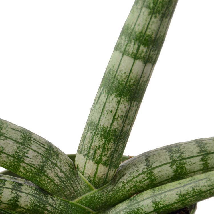 Spiral 'Fibonacci' Cactus Houseplant — The Zen Succulent | Low ...