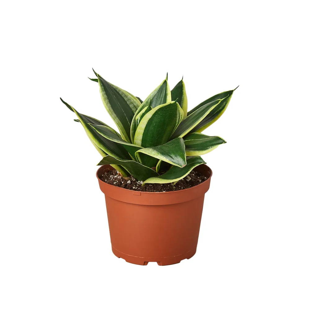Spiral 'Fibonacci' Cactus Houseplant — The Zen Succulent | Low ...