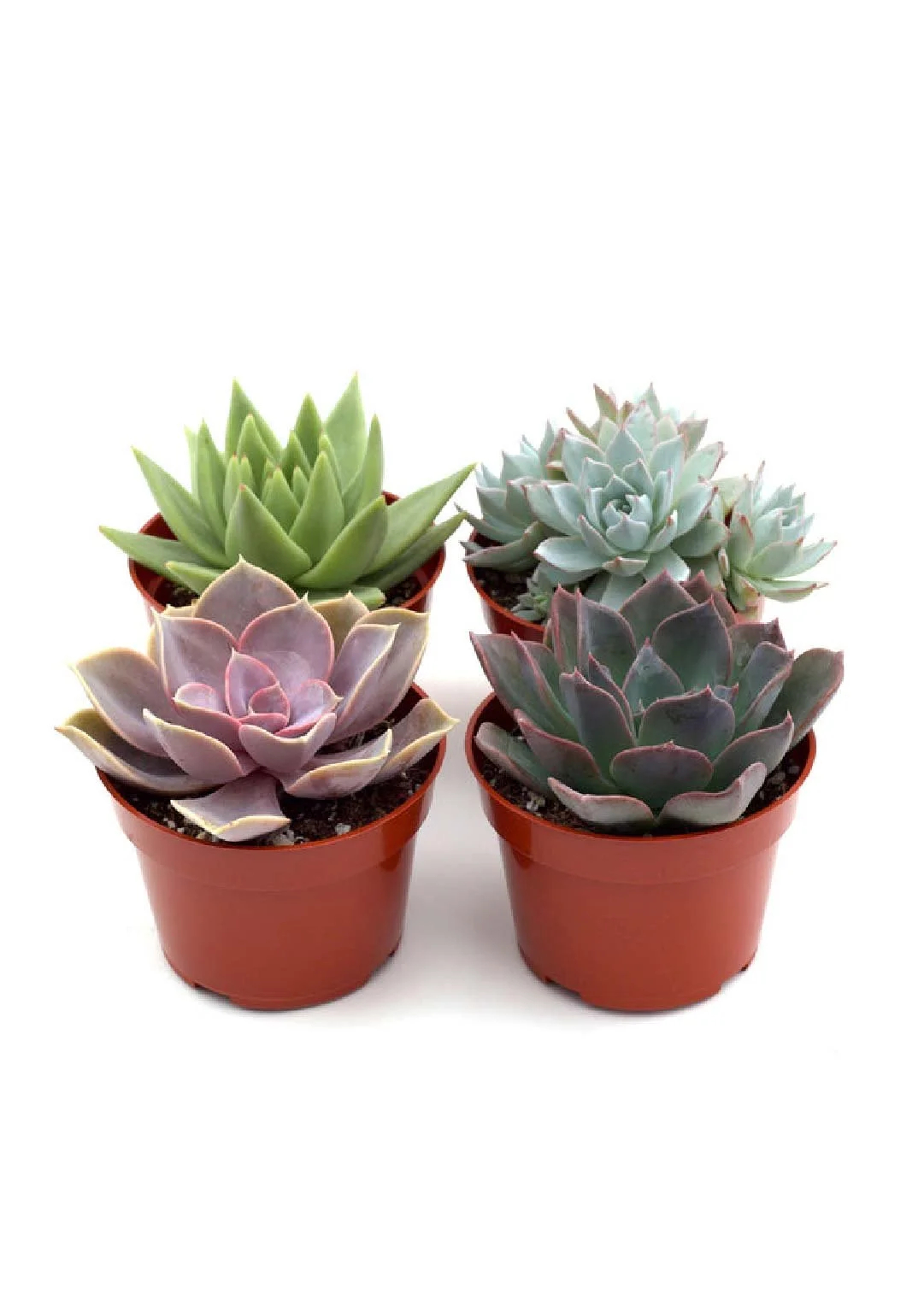 Spiral 'Fibonacci' Cactus Houseplant — The Zen Succulent | Low ...
