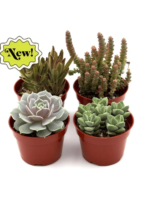 Spiral 'Fibonacci' Cactus Houseplant — The Zen Succulent | Low ...