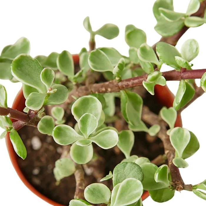 Spiral 'Fibonacci' Cactus Houseplant — The Zen Succulent | Low ...