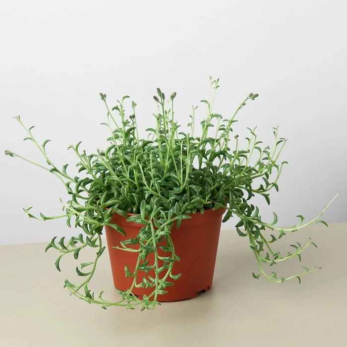Spiral 'Fibonacci' Cactus Houseplant — The Zen Succulent | Low ...