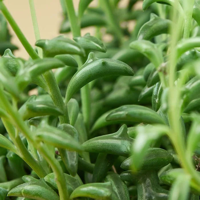 Spiral 'Fibonacci' Cactus Houseplant — The Zen Succulent | Low ...