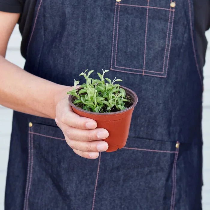Spiral 'Fibonacci' Cactus Houseplant — The Zen Succulent | Low ...