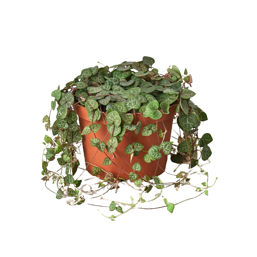 Spiral 'Fibonacci' Cactus Houseplant — The Zen Succulent | Low ...