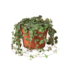 Spiral 'Fibonacci' Cactus Houseplant — The Zen Succulent | Low ...