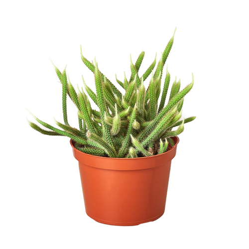 Spiral 'Fibonacci' Cactus Houseplant — The Zen Succulent | Low ...