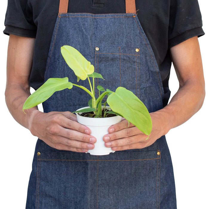 Alocasia Pink Dragon Houseplant — The Zen Succulent | Low Maintenance ...
