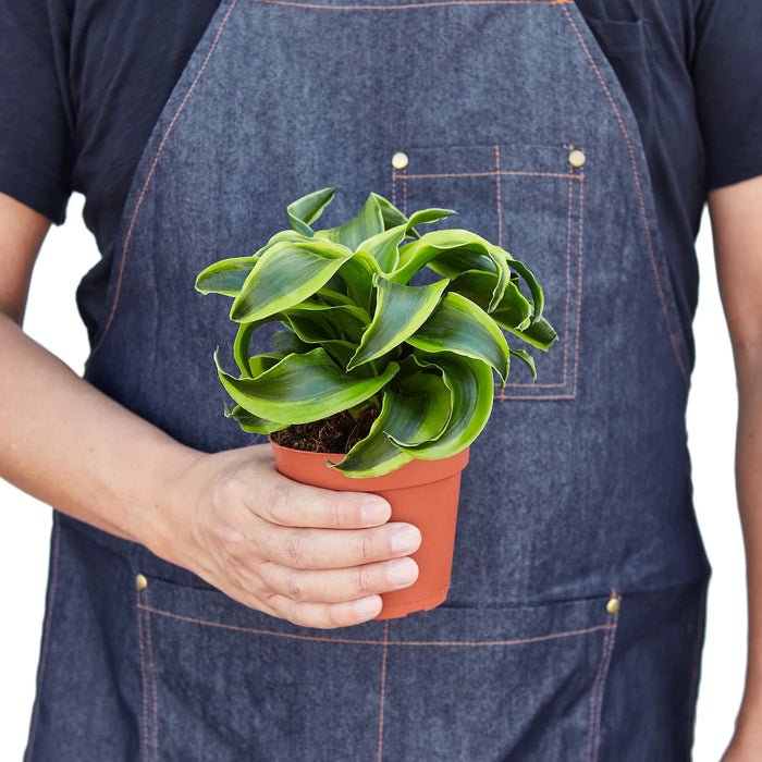 Spiral 'Fibonacci' Cactus Houseplant — The Zen Succulent | Low ...