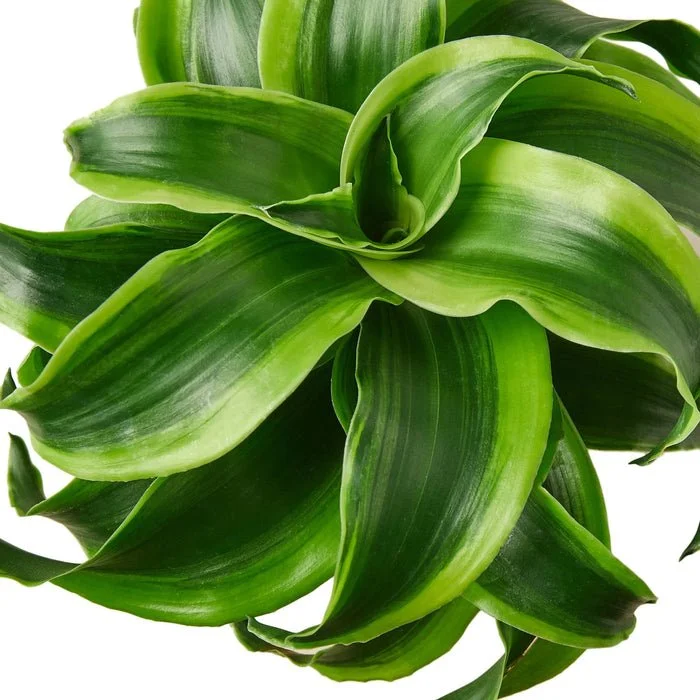 Spiral 'Fibonacci' Cactus Houseplant — The Zen Succulent | Low ...