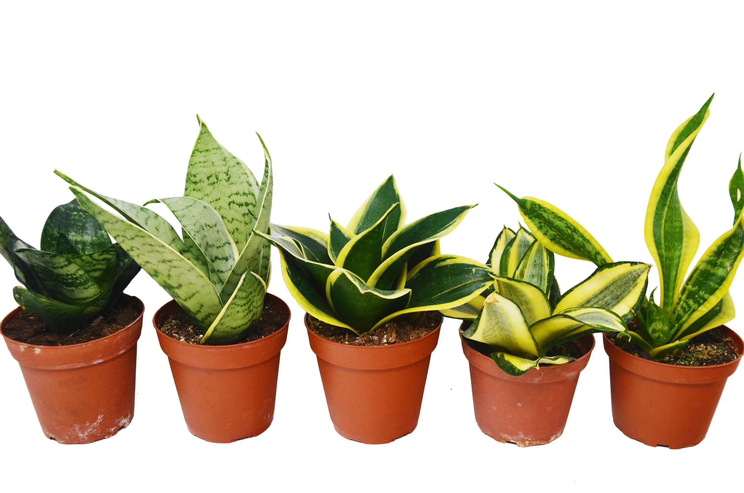 Spiral 'Fibonacci' Cactus Houseplant — The Zen Succulent | Low ...
