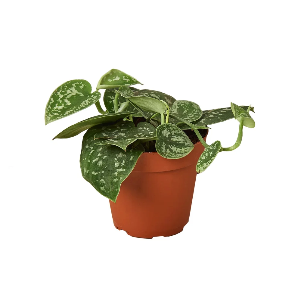 Spiral 'Fibonacci' Cactus Houseplant — The Zen Succulent | Low ...