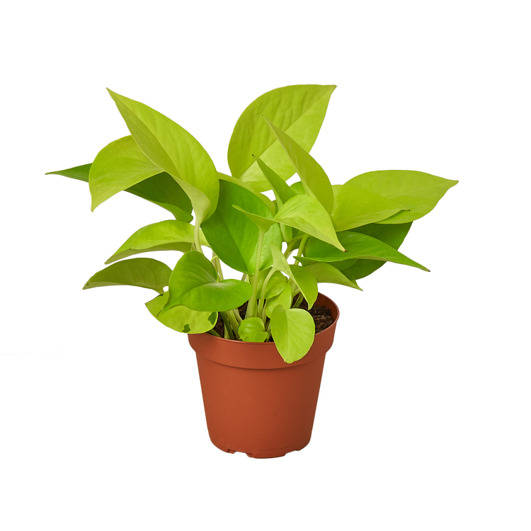 Alocasia Pink Dragon Houseplant — The Zen Succulent | Low Maintenance ...