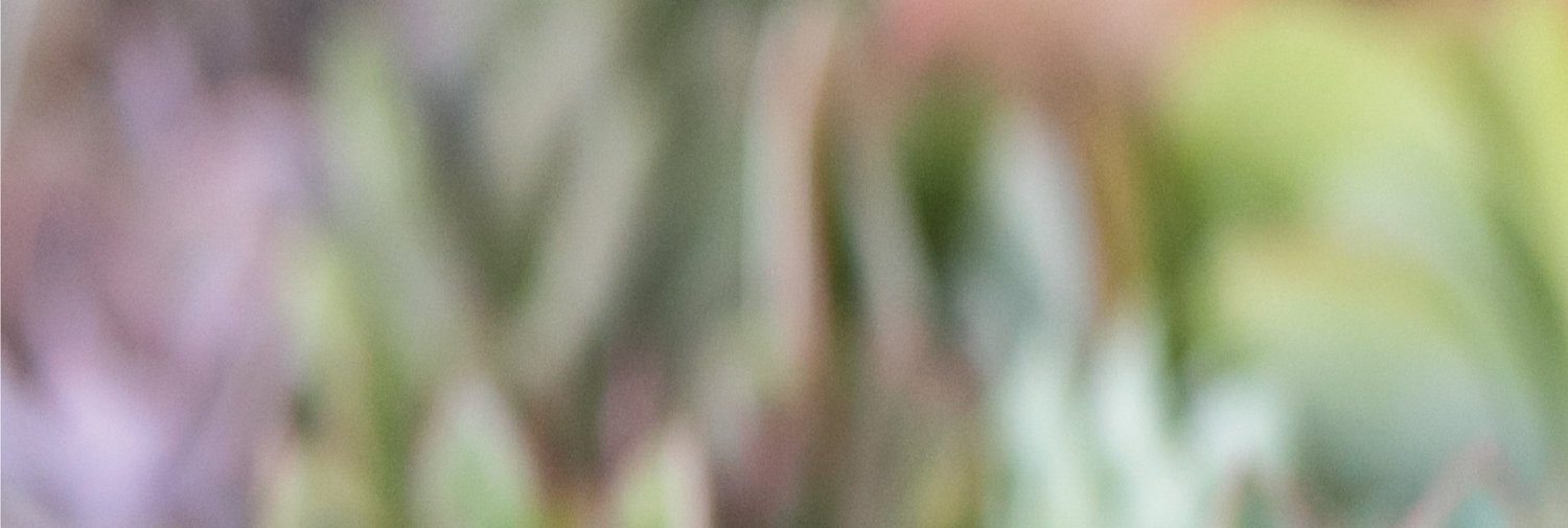 The Zen Succulent | Low Maintenance Greenery At Your Doorstep