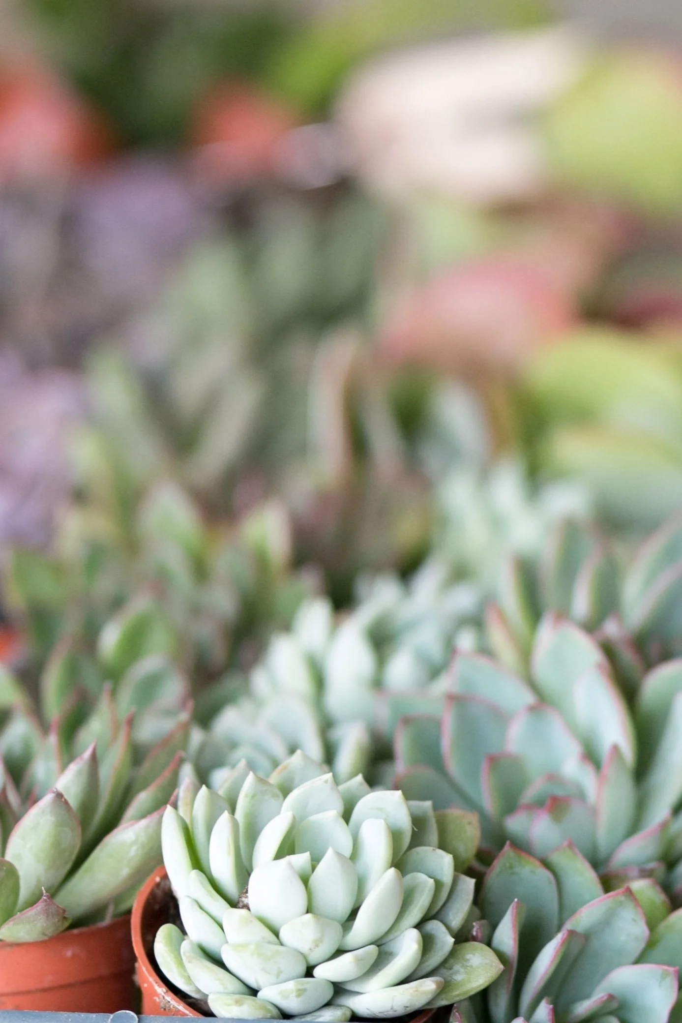 Contact Us — The Zen Succulent | Low Maintenance Greenery At Your Doorstep