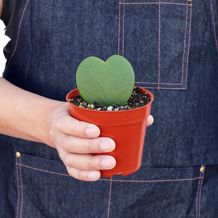 Spiral 'Fibonacci' Cactus Houseplant — The Zen Succulent | Low ...