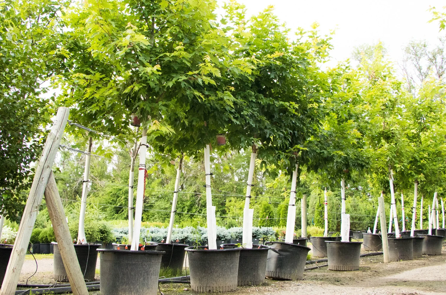 Paul Bunyan Nurseries | Tree Health Experts & Nursery Stock | North ...