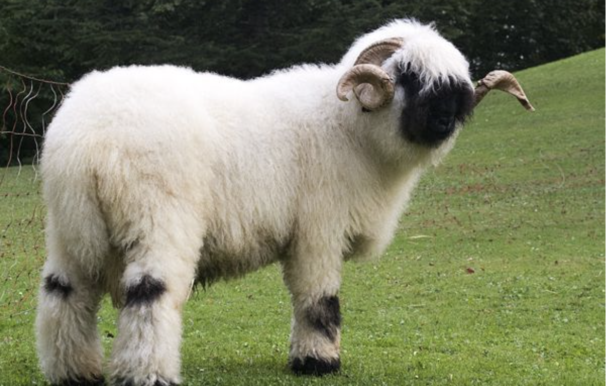 Breed Standard | Discover & Register Today — Valais Blacknose Sheep Society