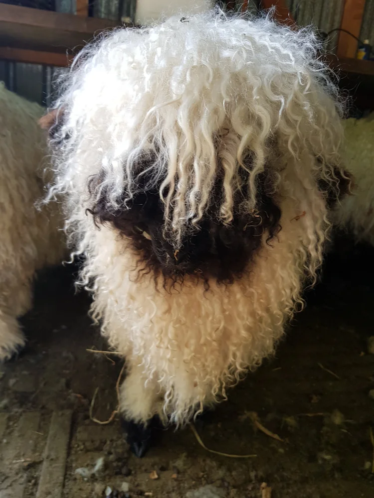 Breed Standard | Discover & Register Today — Valais Blacknose Sheep Society
