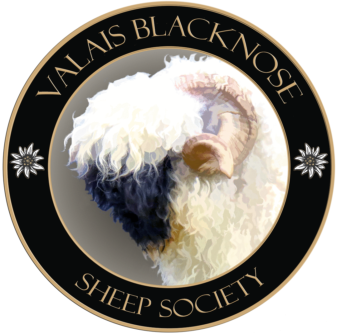 Valais Blacknose Sheep Eyes