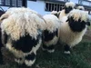 Breed Standard — Valais Blacknose Sheep Society