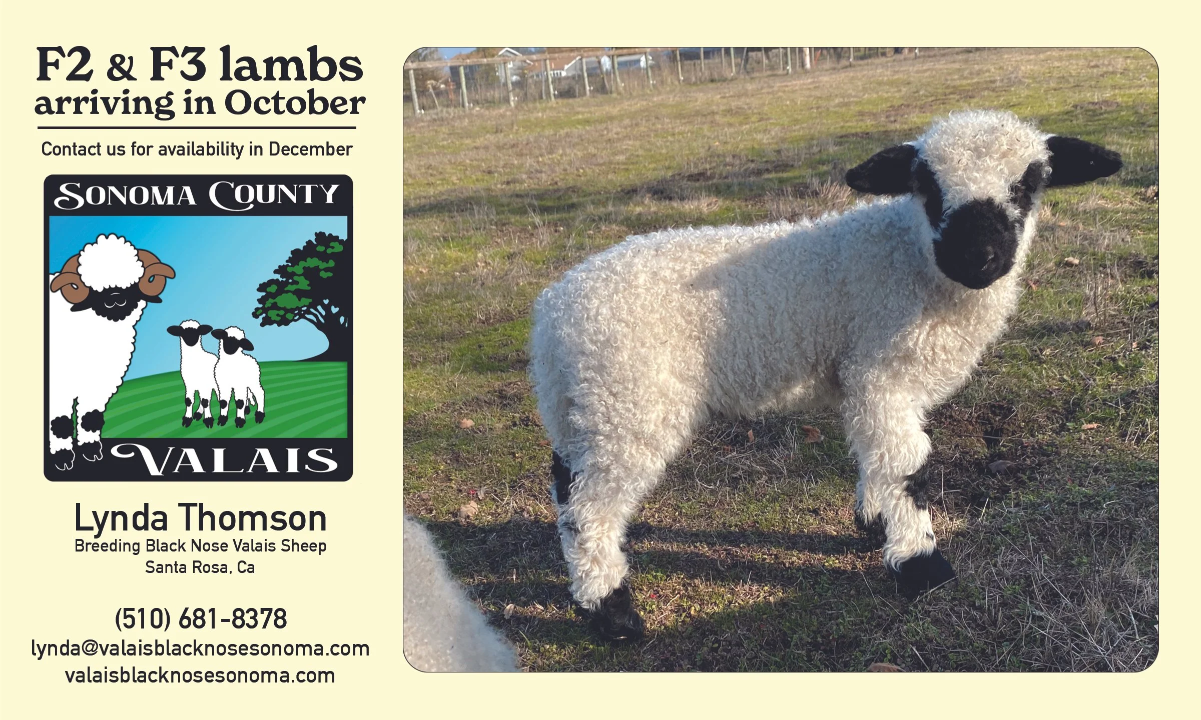 Valais Blacknose Sheep Society