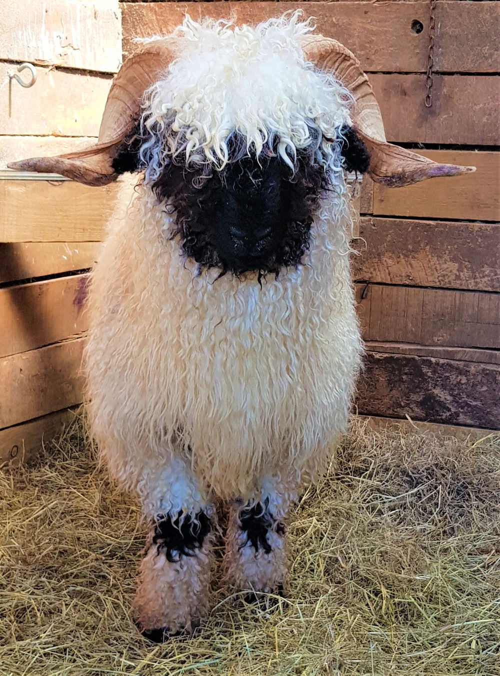 Breed Standard | Discover & Register Today — Valais Blacknose Sheep Society