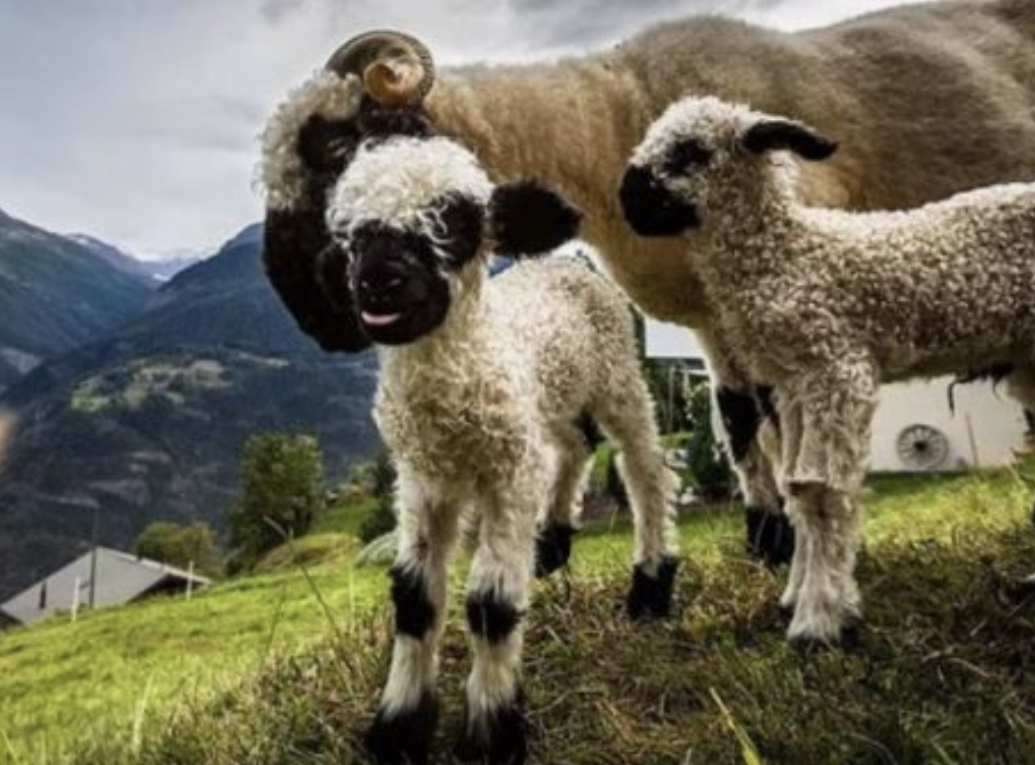 Black Valais Sheep