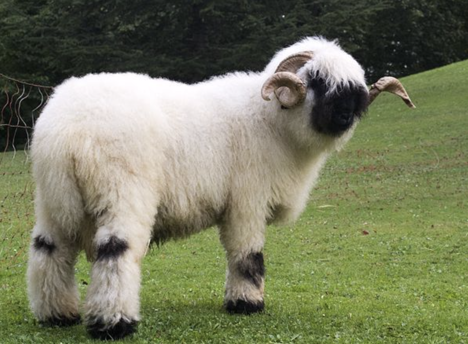Valais Blacknose Sheep Society