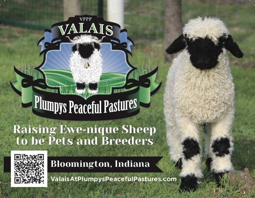 Valais Blacknose Sheep Society | Discover & Support Valais Blacknose Sheep