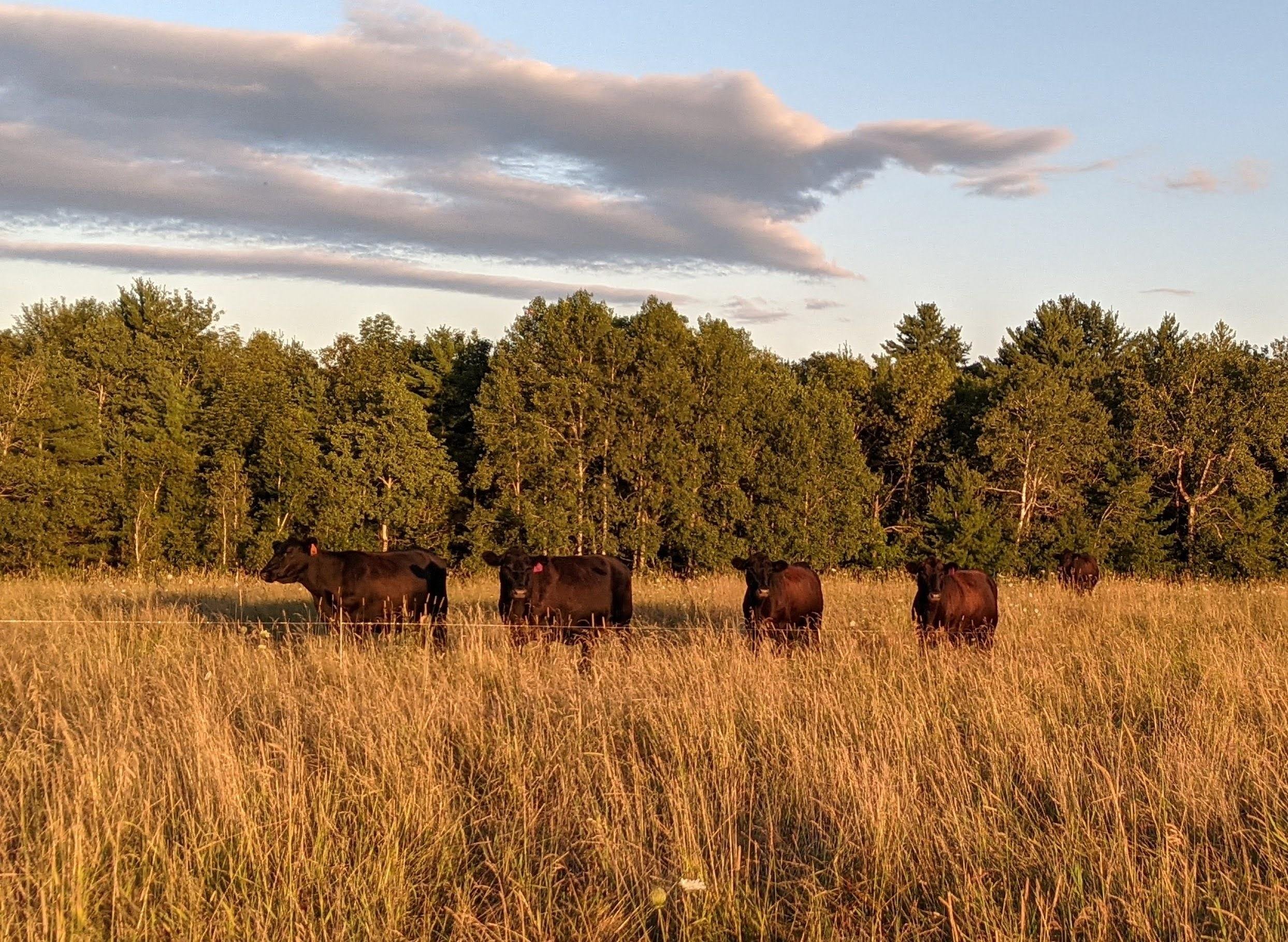 Our Farm — Ben Wever Farm