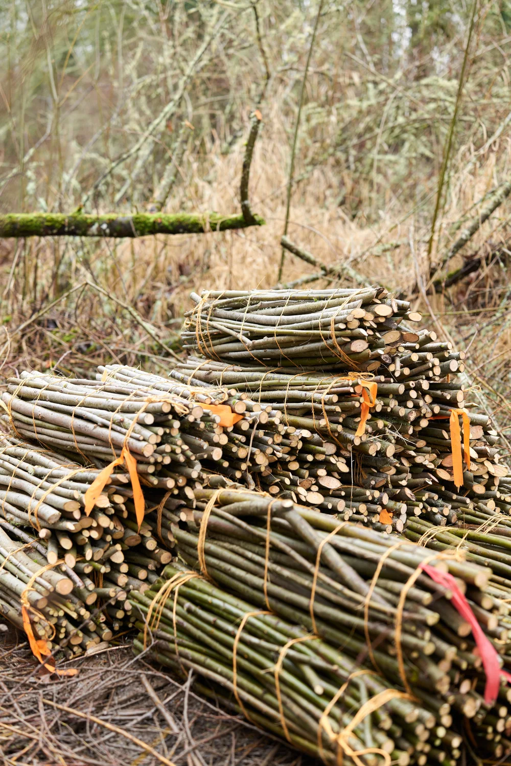 Live Stakes — Flora Northwest