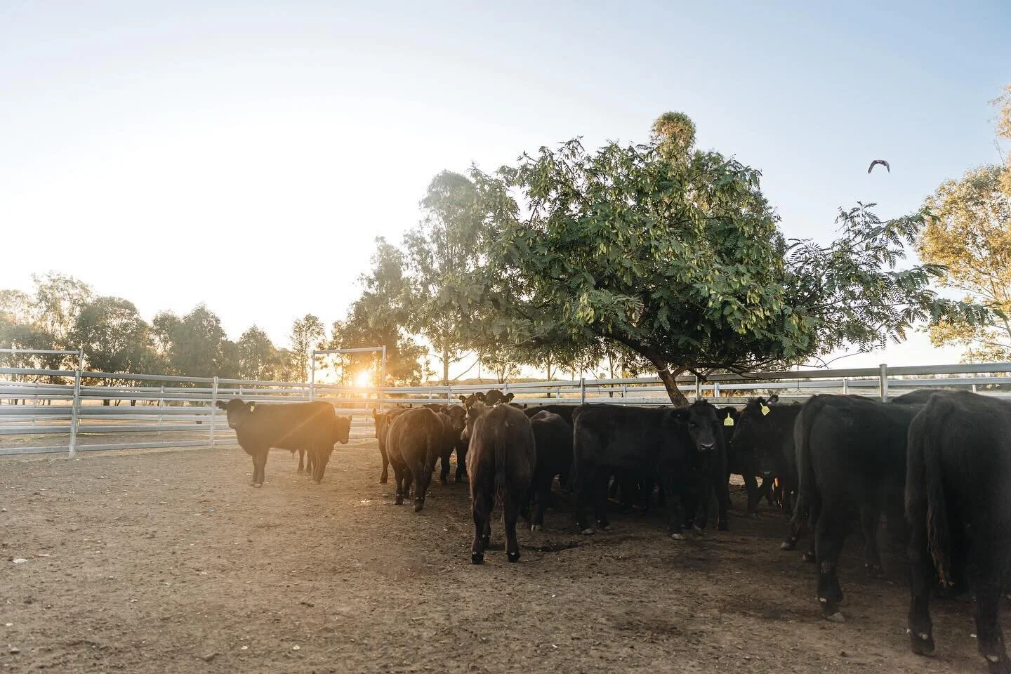 Cadelga Cattle Co.